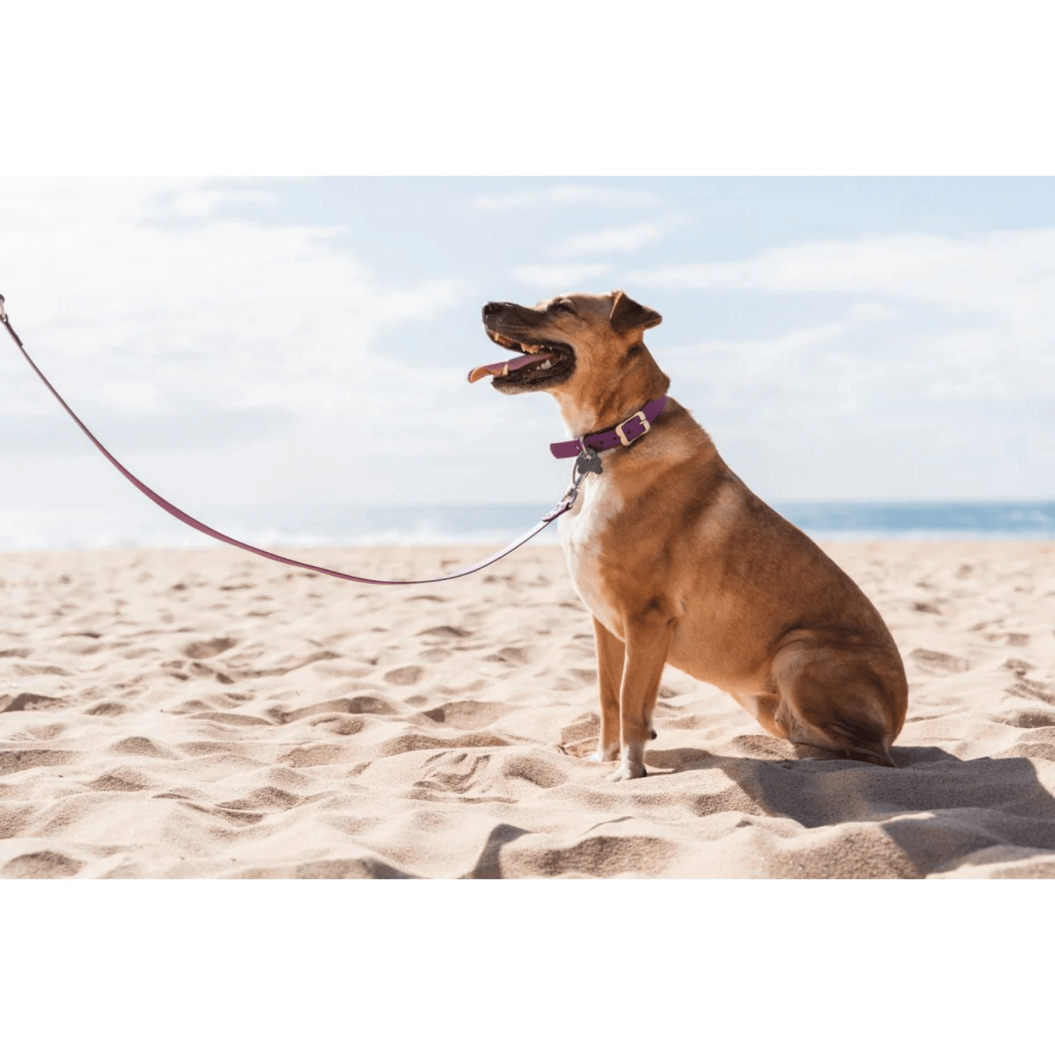 Correa Red Dingo Vivid Pvc - Violeta